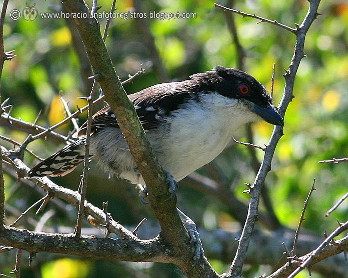 Argentina nativa: Chororó (Taraba major)