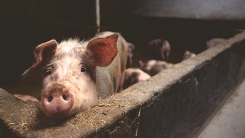 Discovery: Researchers develop pig facial recognition technology ...