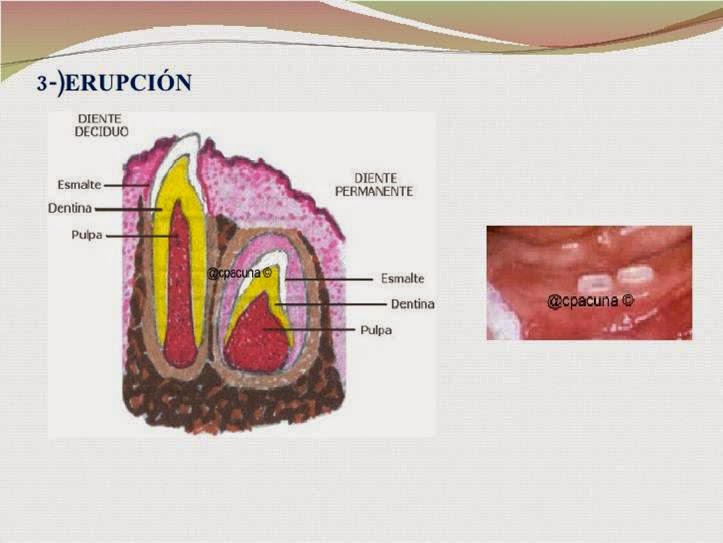 Embriologia & Odontologia : mayo 2014
