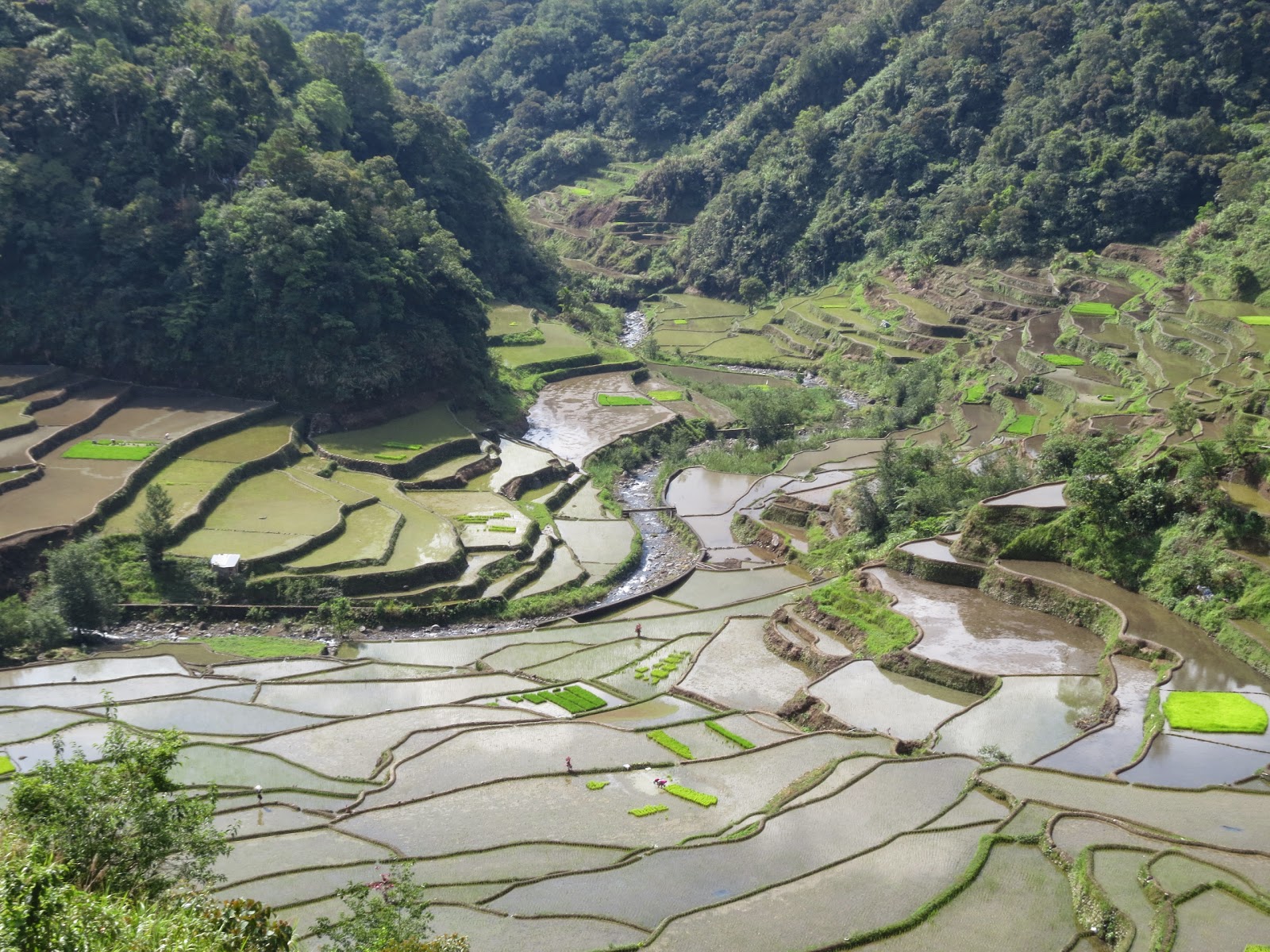 The Escapades of Jam and Lam: The rice terraces of the Philippine ...