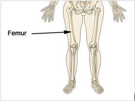 Birds To Dinosaur: Python Vestigial Pelvis, Femur and Spur