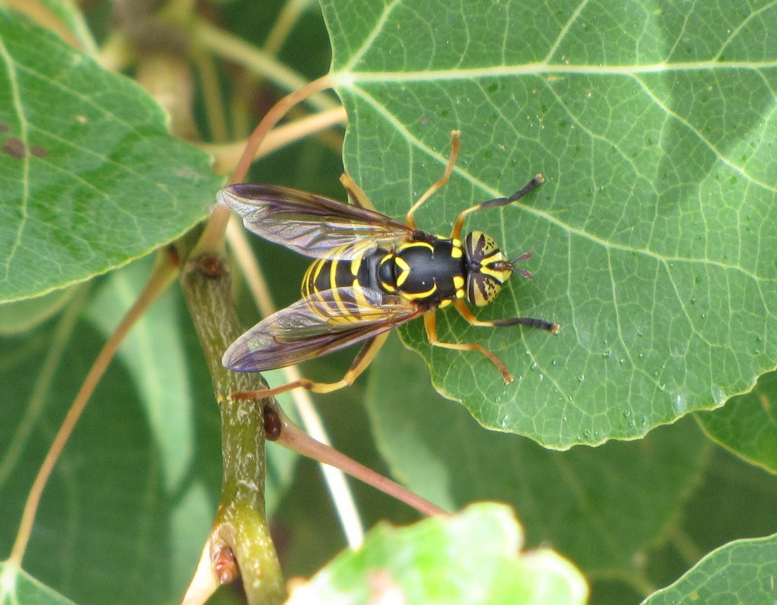 Bug Eric: Wasp Wednesday: Not Wasp III