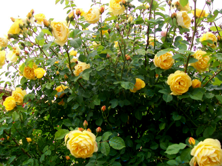 Renato PhotoBlog: Le rose di Lucrezia