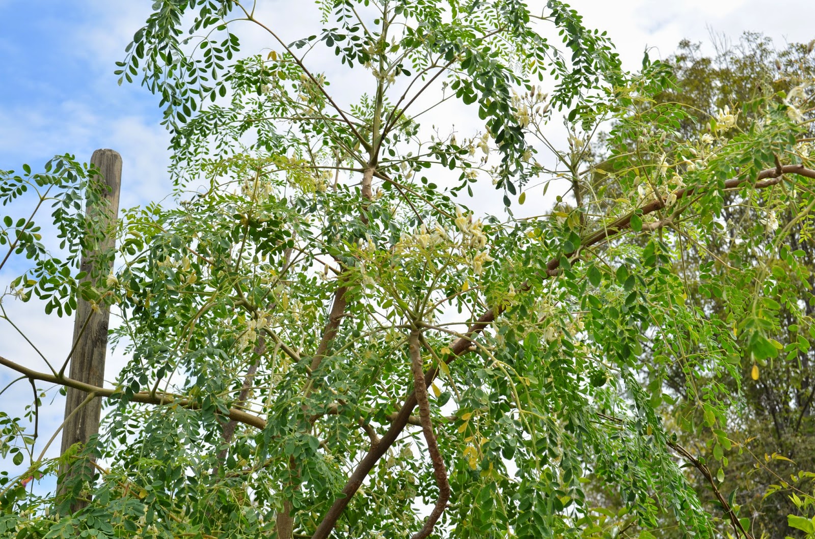 Entertaining From an Ethnic Indian Kitchen: Super food; Moringa, the ...