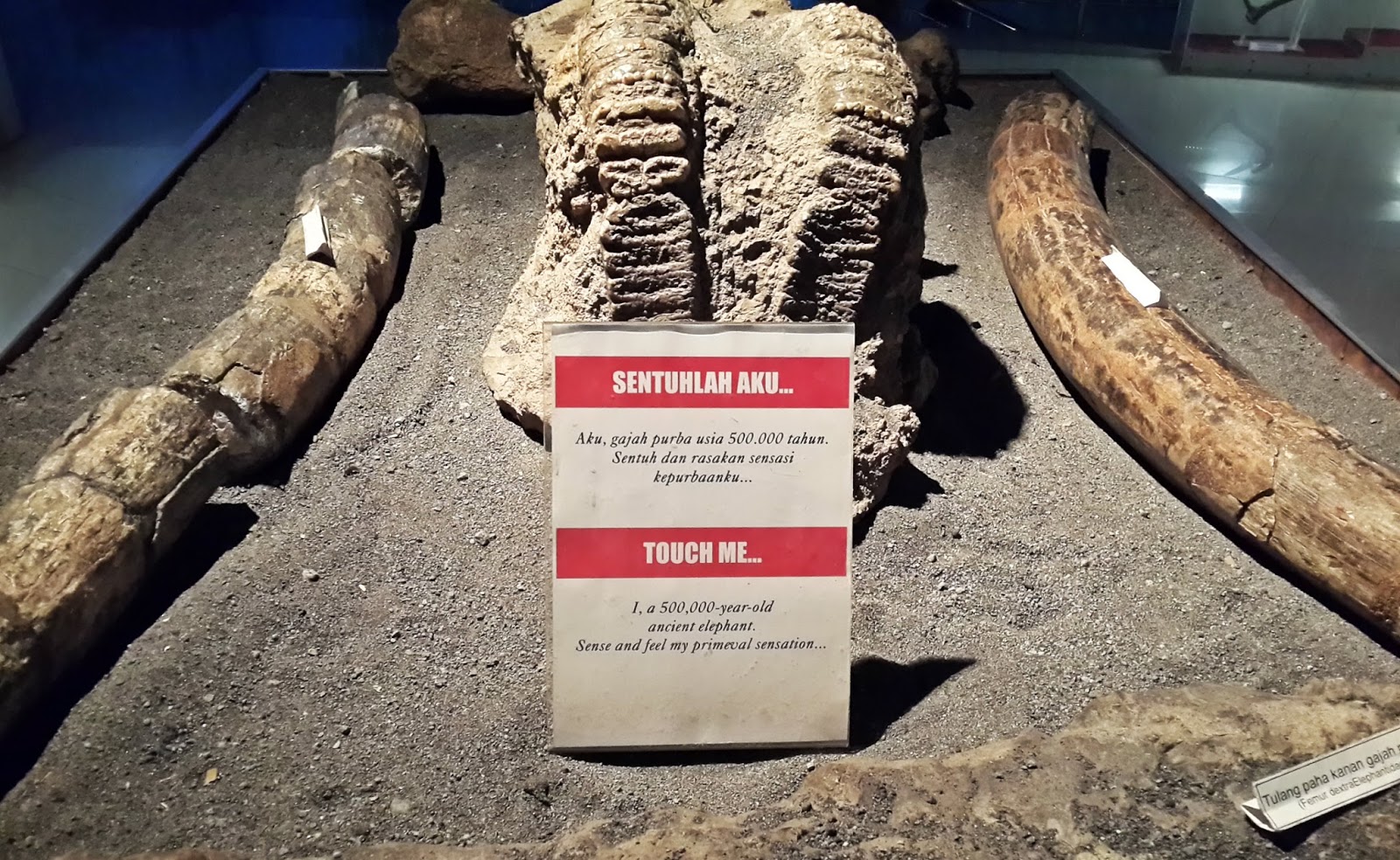 Jelajah Sejarah di Museum Purbakala Sangiran — APRIJANTI