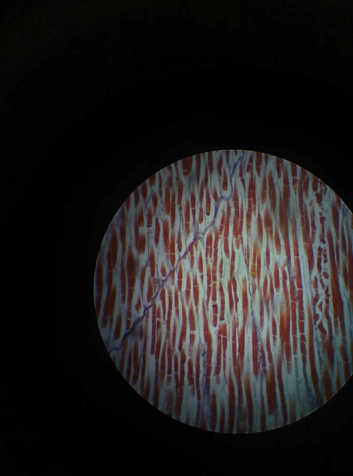 LAB DAY 2: Tissues under the microscope