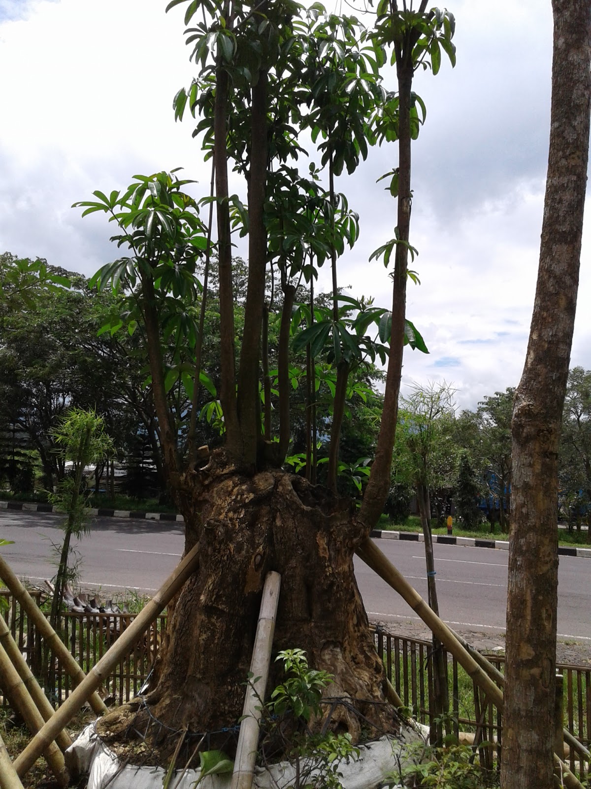 Pohon Pule Bonggol Besar ~ Arya Flower Landscape