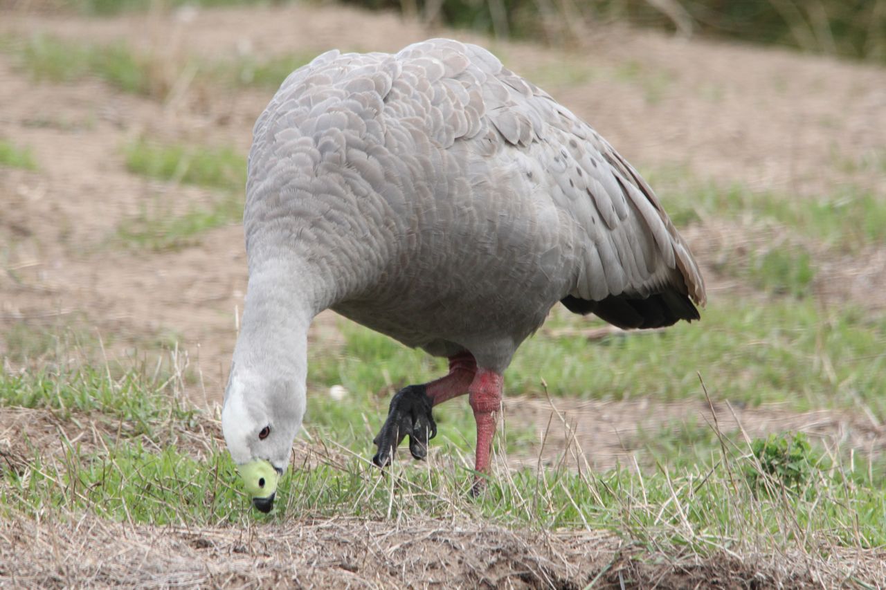Pete's Flap Birding Aus: One of the World's Rarest Geese (the Sheep Bird)