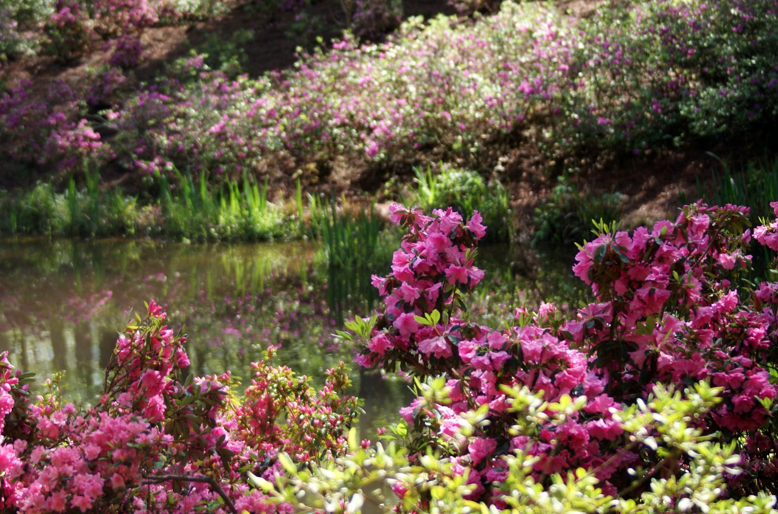 A Little Loveliness: A Stroll Through Callaway Gardens