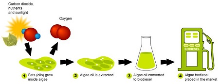 Biofuels for Dummies | The Antisocial Network