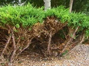 The Happy Hedgehog: When & How to Prune a Spreading (Pfitzer) Juniper