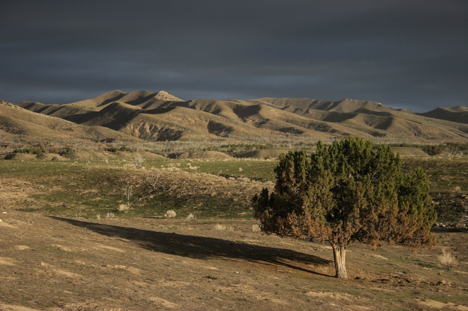 Great Basin Ute: Cedar Mountains Wilderness, Utah