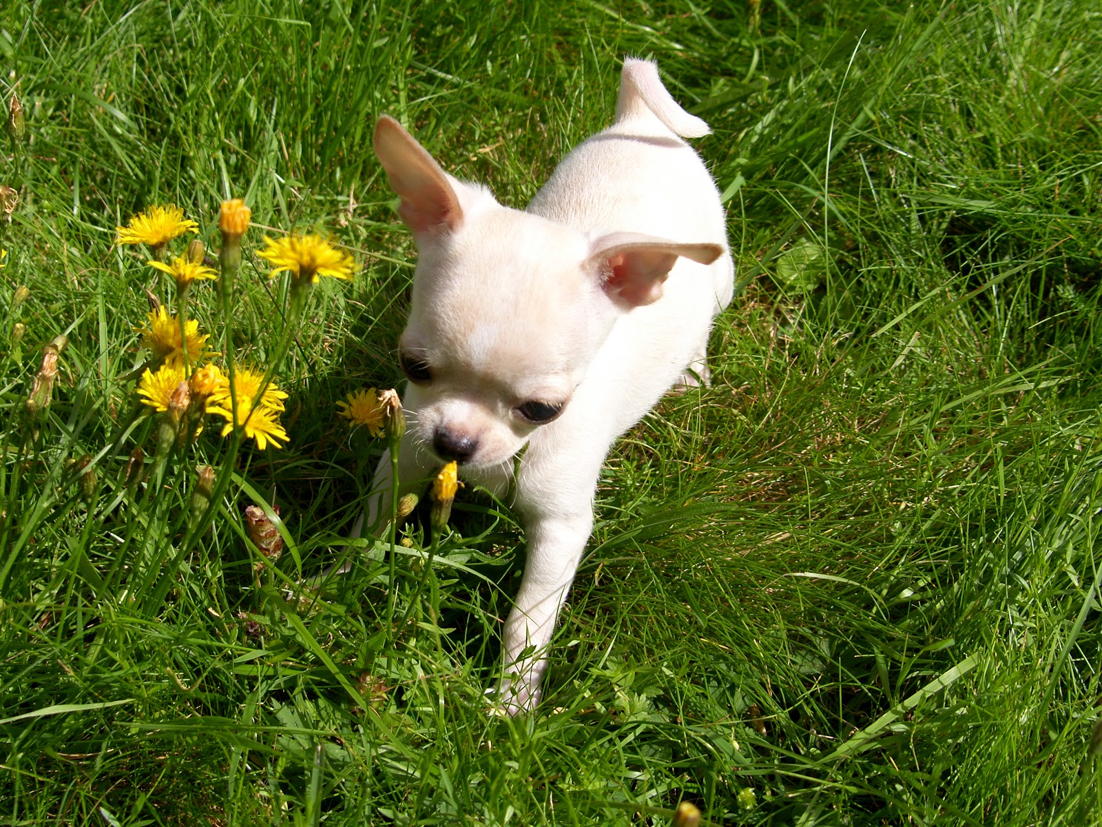 Varius Canis Chihuahua Kennel FCI: HOPEFULS