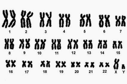 NutrAlud: ¿ Sabías qué...Todas* las células de nuestro cuerpo tienen 46 ...