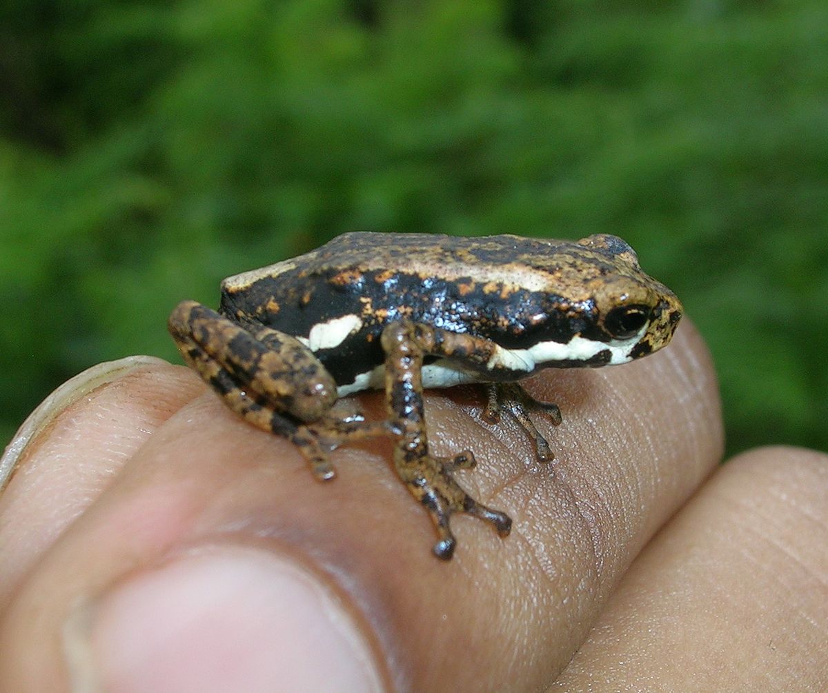 African Tree Toad