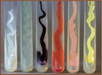 [Microbiology] Atlas of Growth Patterns on Agar | Free Medical Atlas