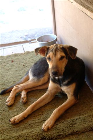 ZAGUATES Y MISINGOS: HERMOSOS PERRITOS Y PERRITAS EN ADOPCION