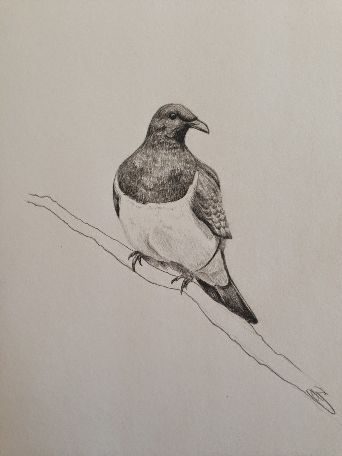 Celia Wevers Artist: Kereru NZ Native Woodpigeon