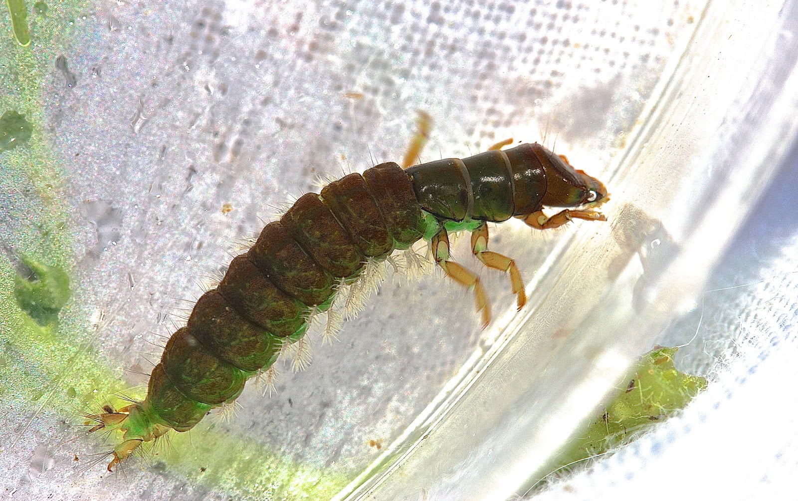 Aquatic Insects of Central Virginia: Macrostemum -- the "Uncommon ...