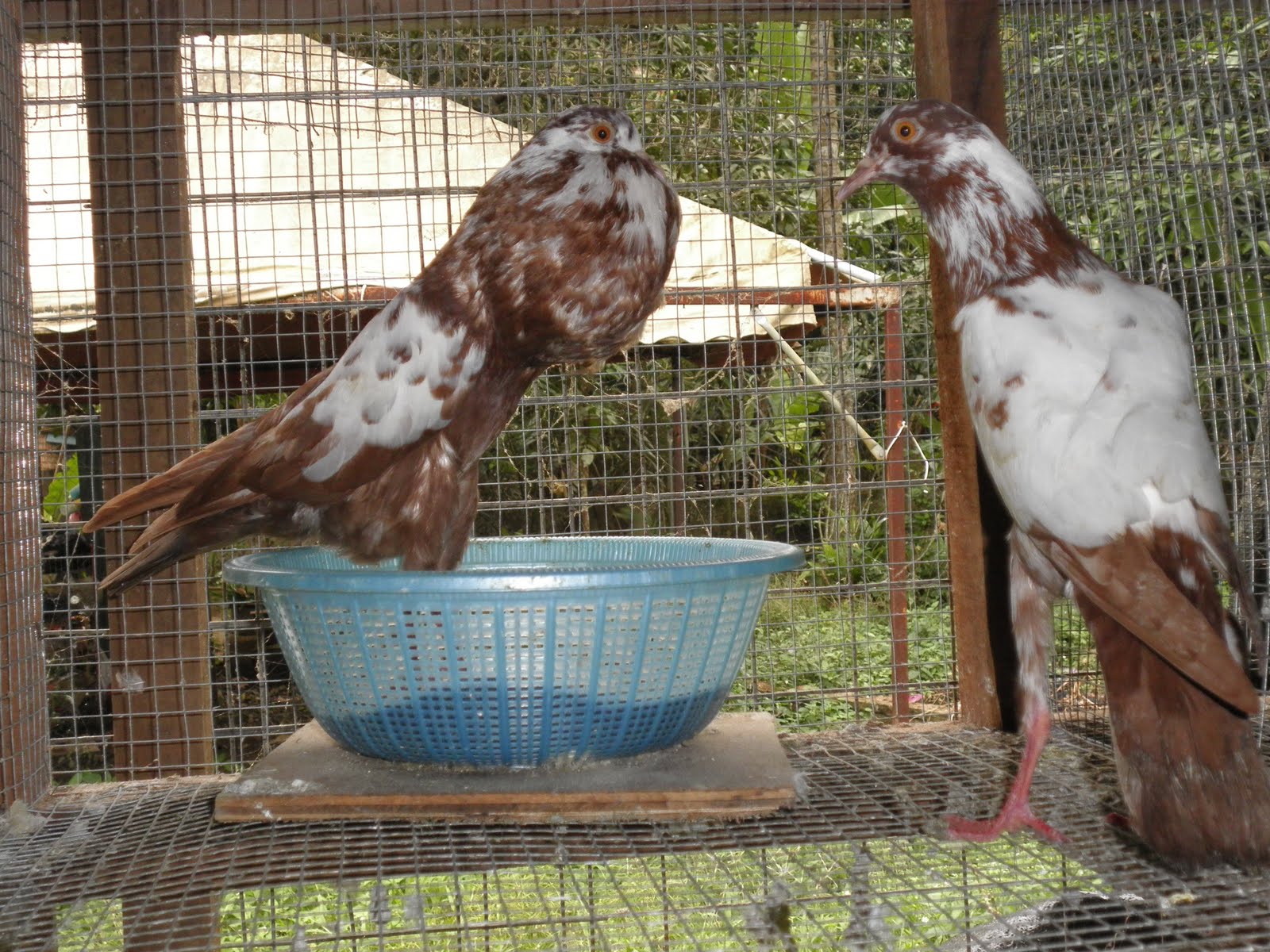 Pigeon Kelantan