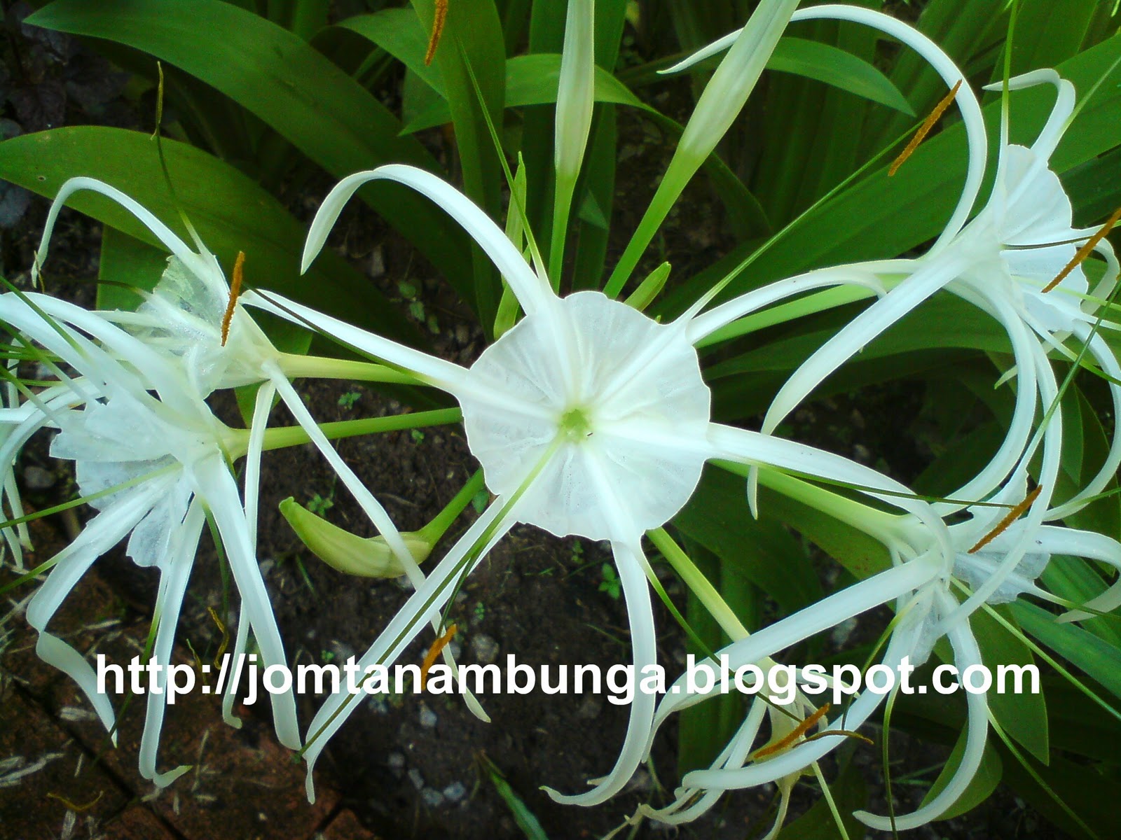 Jom Tanam Bunga: Album Bunga