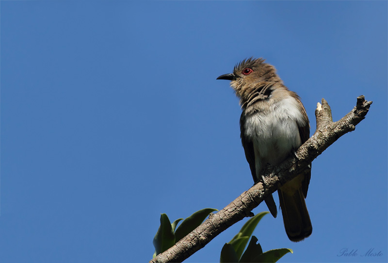AVES NUESTRAS: CUCLILLO CHICO