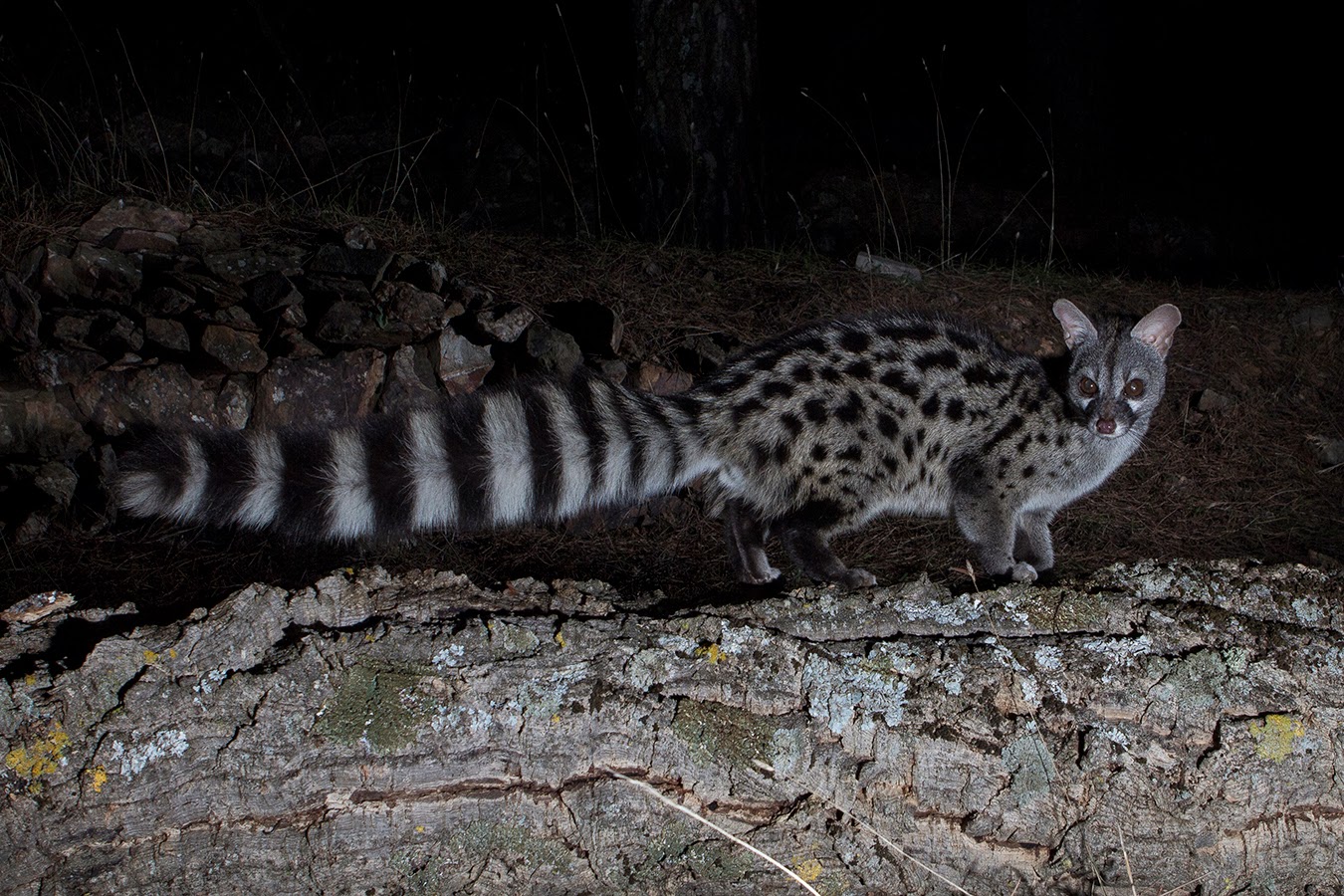 Rubén Cebrián - Fotografía de naturaleza: Gineta