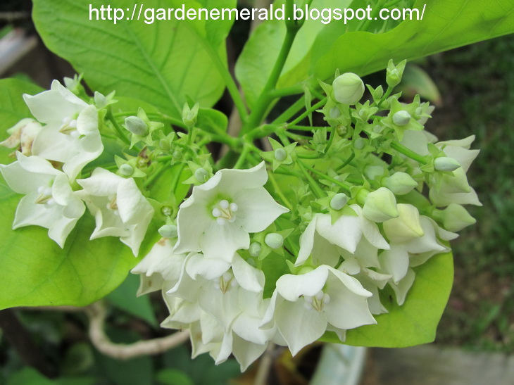 19+ Ide Istimewa Bunga Kesidang