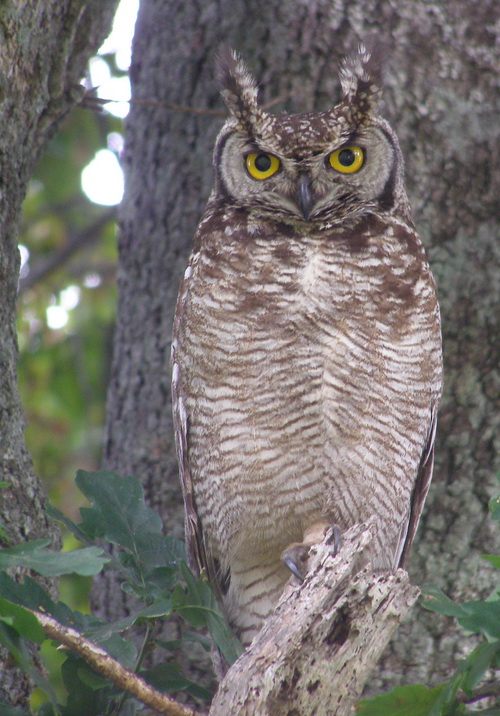 Under the tree: Krismis onder Wildeperskes en Uile in die nuwe jaar