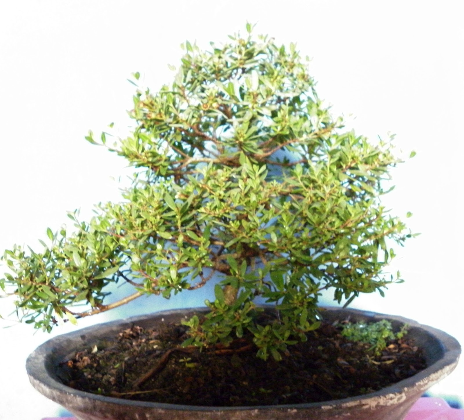 Bonsai Santigi Karya Nang & Likin (02) | Bonsai Tuban