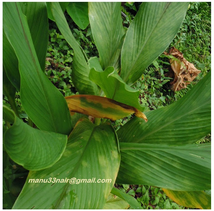 papanasini: MANJA KOOVA ( മഞ്ഞ കൂവ ) ( East Indian arrowroot.)