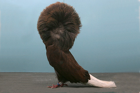 Funny Pigeons New Nice Images | Funny Animals