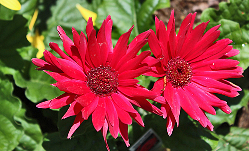 May Flower Challenge - Day 31, A Celebration - The Red Painted Cottage