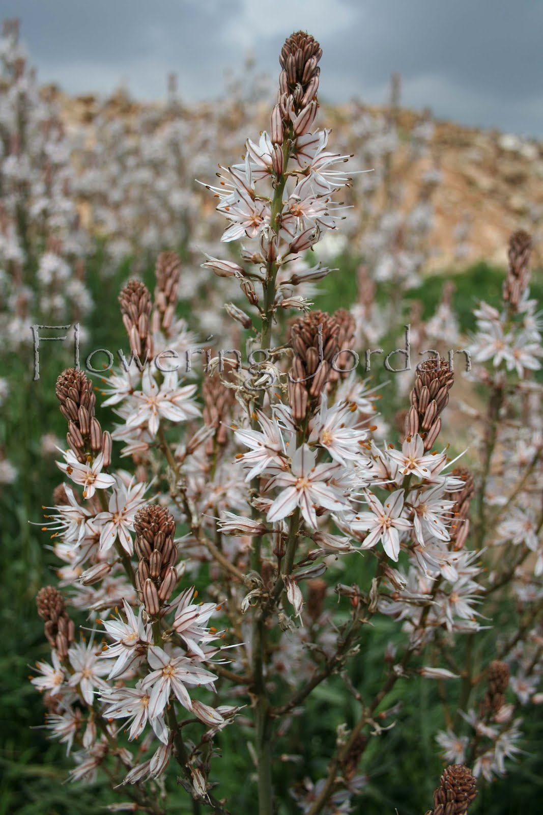 Flowering Jordan