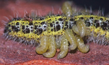 9 Terrifying Parasites – You can’t believe it ! ~ amazing facts