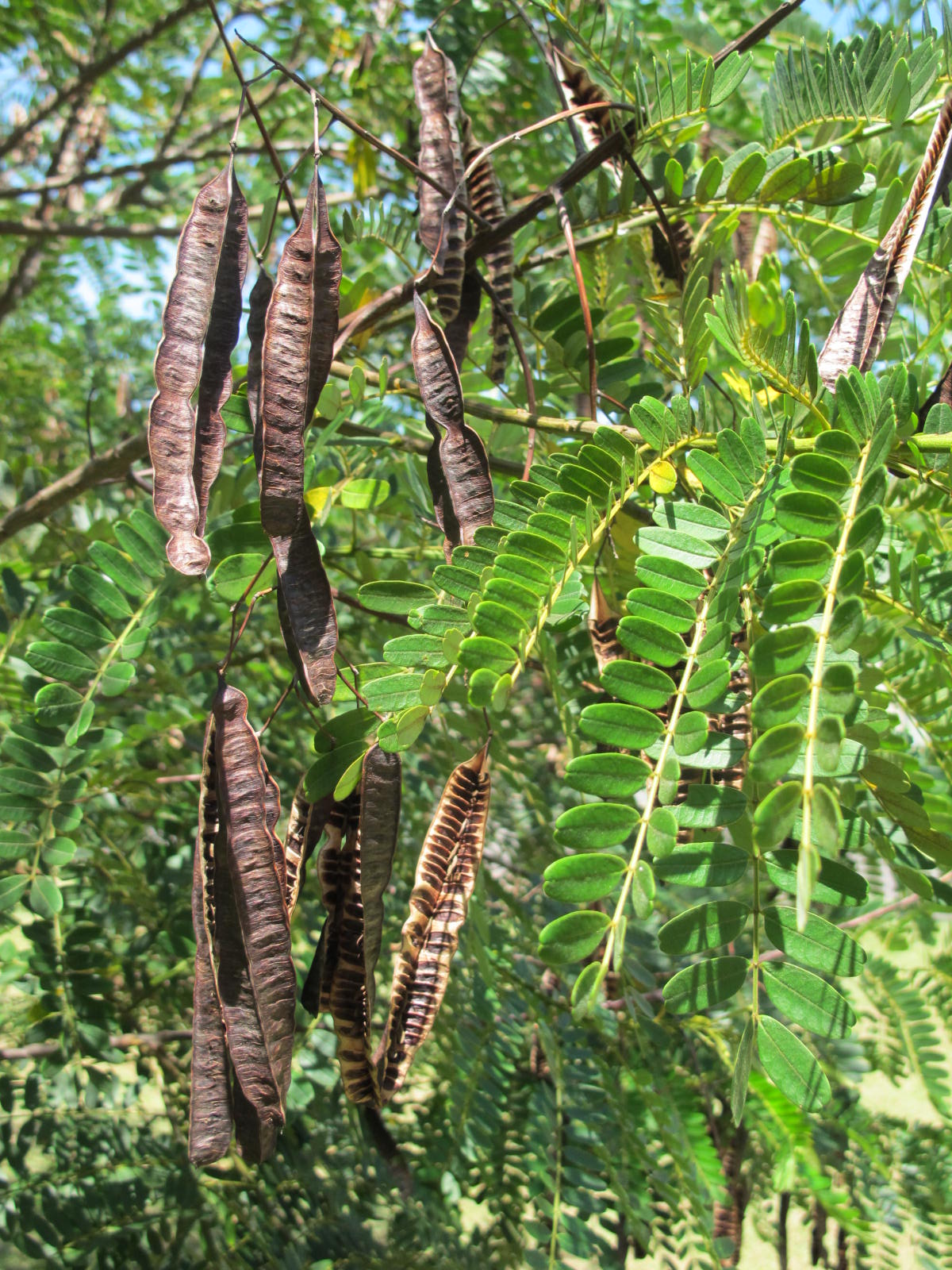 Fabaceae - Leguminosae no Brasil: Fabaceae - Senna multijuga (Rich.) H ...