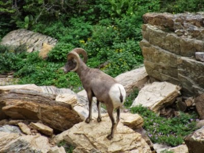 Rocky Mountain Journal: 8th Georgetown Bighorn Sheep Festival
