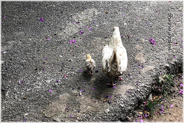 SUPERMENG MALAYA: WATIE CORNER, Nilai NS