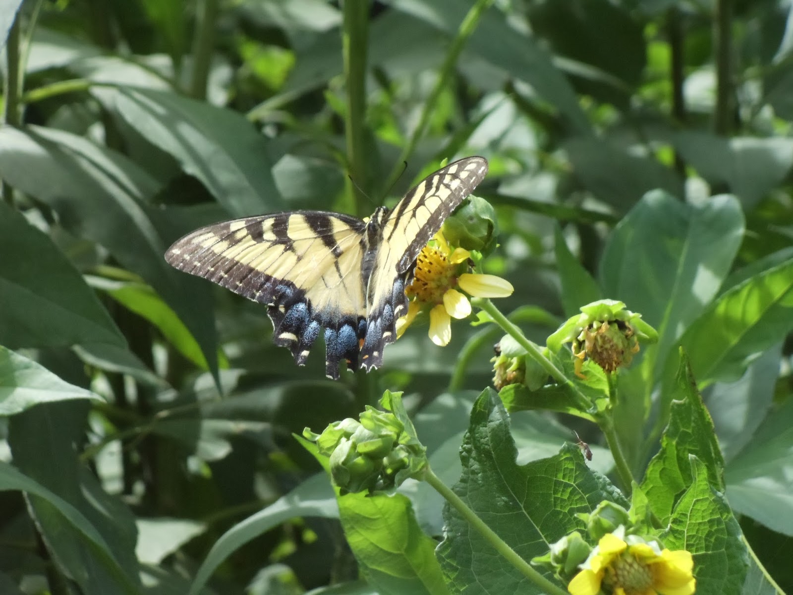 Fun facts about Washington DC | Things to See and Do in the Washington ...