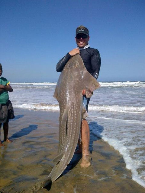 Big Fishes of the World: GUITARFISH - Shovelnose shark (Rhynchobatus ...
