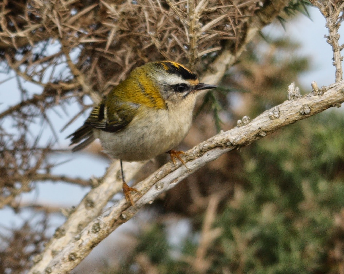 We Bird North Wales: Great Orme Firecrest