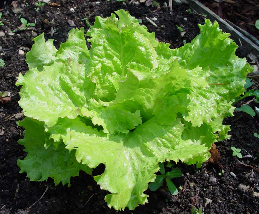 Botani Tanaman Selada (Lactuca sativa L)