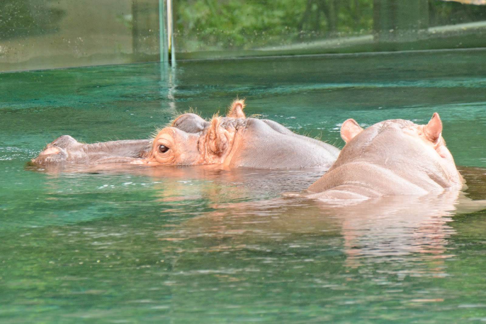 Snippets from Springdale: The Zoo Story