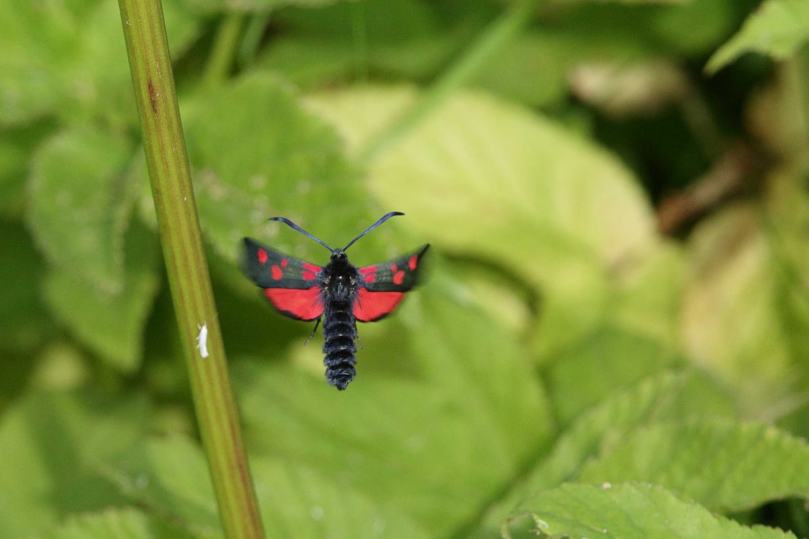 Darley Dale Wildlife: Narrow-bordered Five-spot Burnet