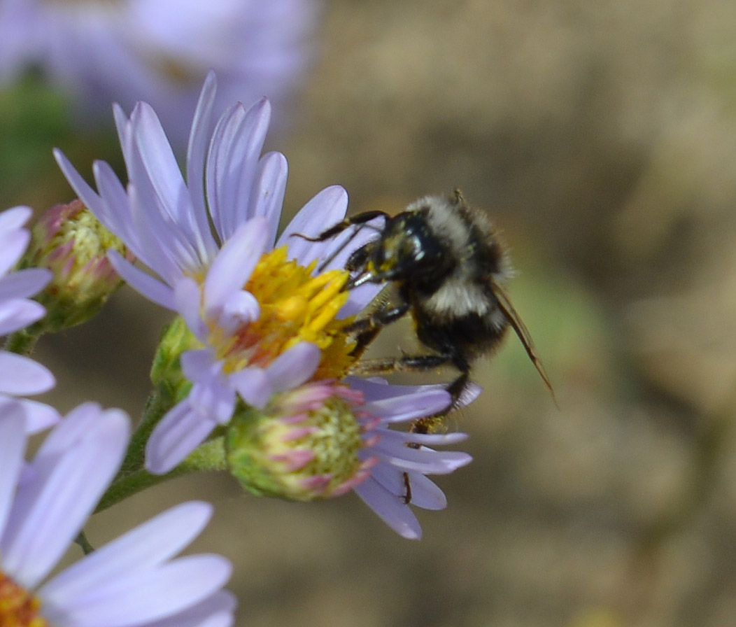 A school of fish: Bee photographs