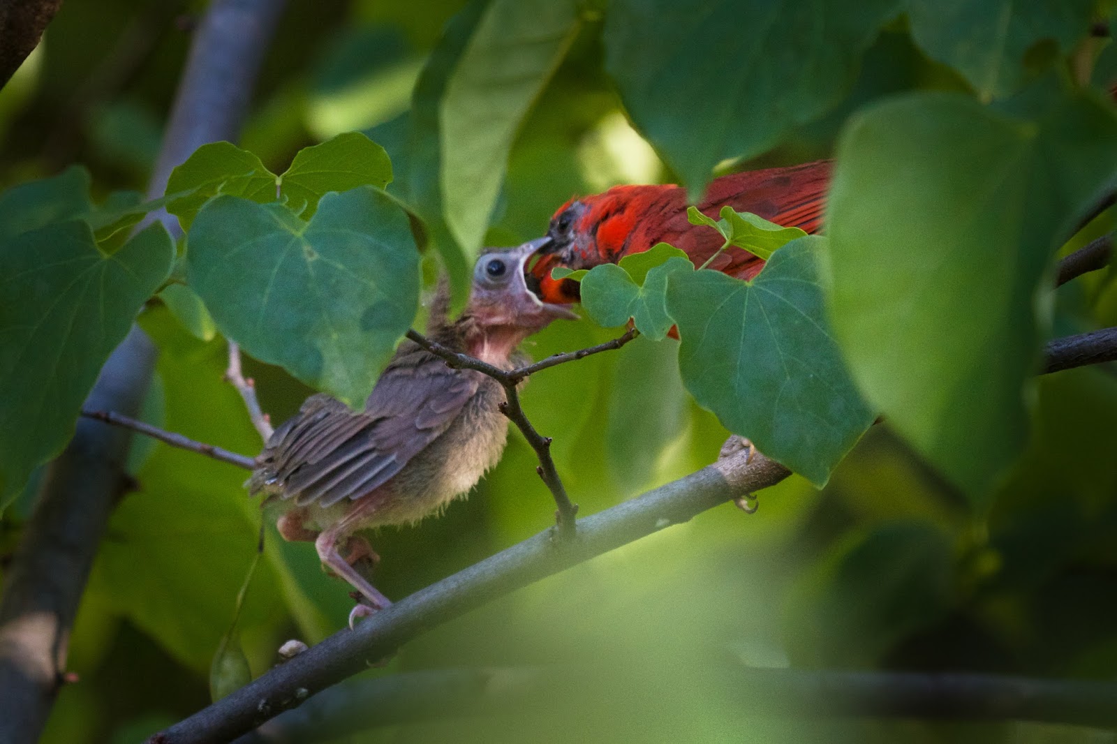 Feather Tailed Stories: Northern Cardinal Baby