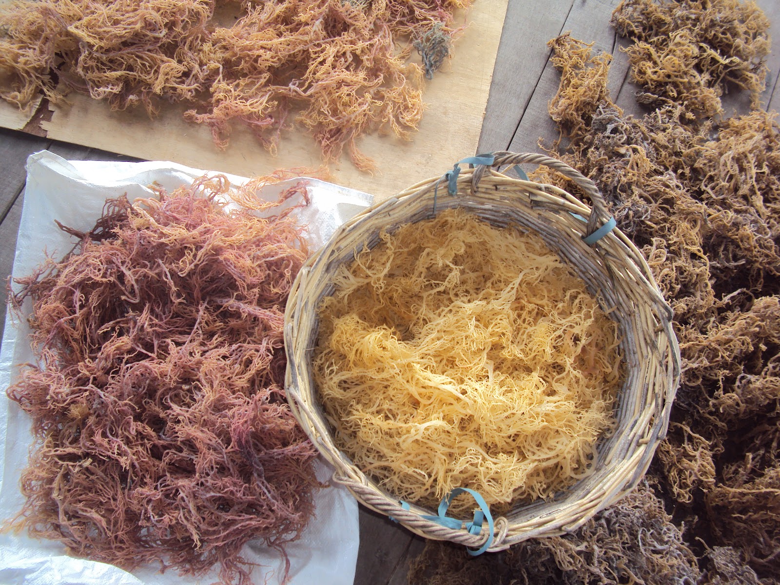 Nakama Go Travel and Tour: Rumpai Laut Kering / Dried Seaweed Eucheuma ...