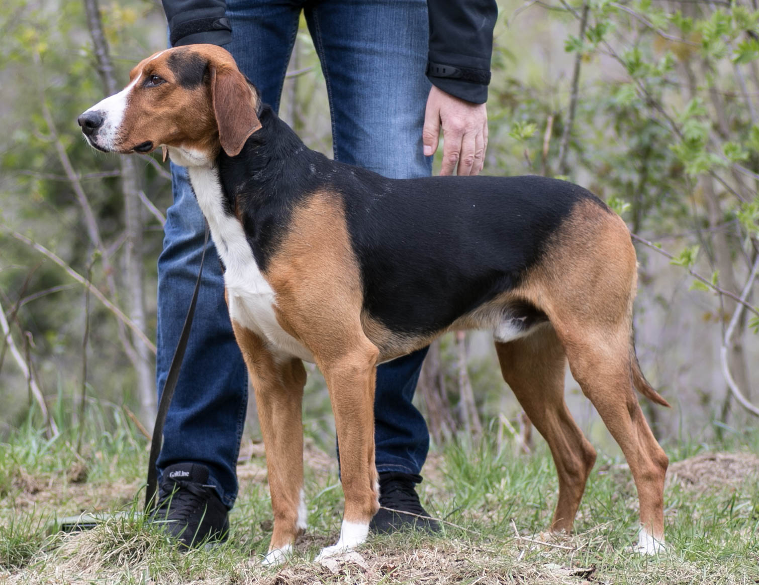 Belger du Nord: Belger du Nord Aron
