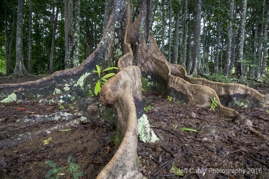 Jeff Cable's Blog: The beauty of the island of Kauai