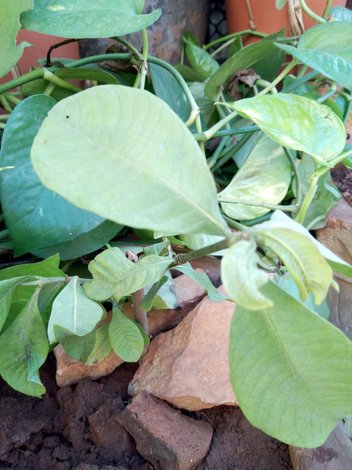 Garden Care Simplified: Growing Anant Plant from Cuttings How to Know ...